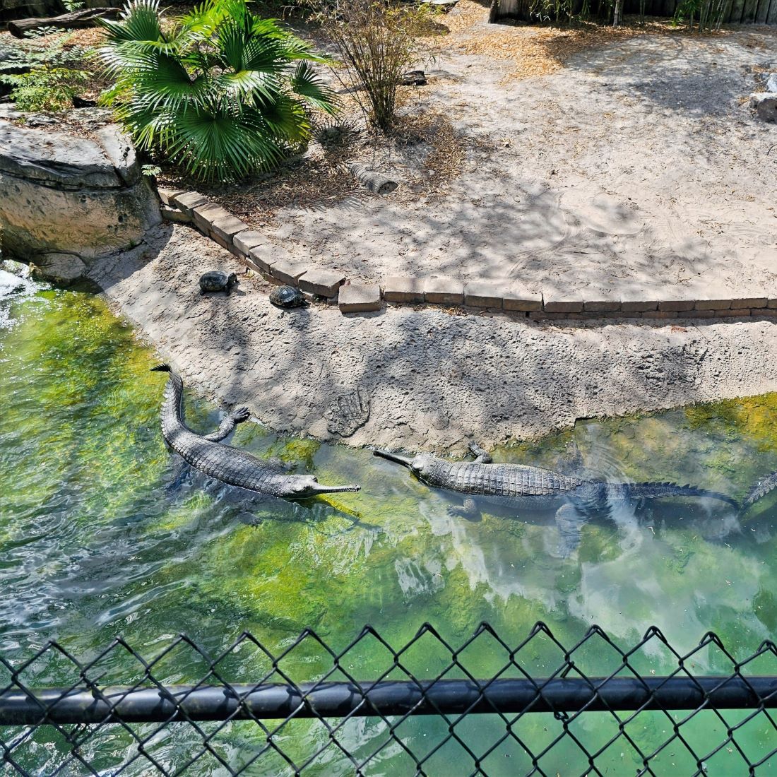 What to Expect when Visiting ZooTampa at Lowry Park – Dale, Let's Travel!