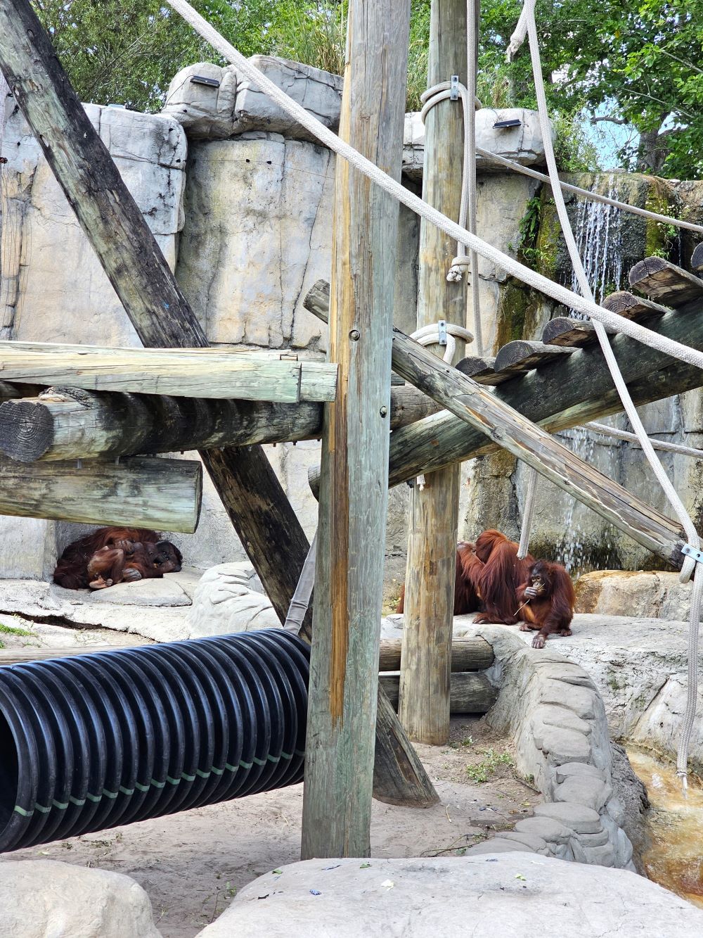 What to Expect when Visiting ZooTampa at Lowry Park – Dale, Let's Travel!